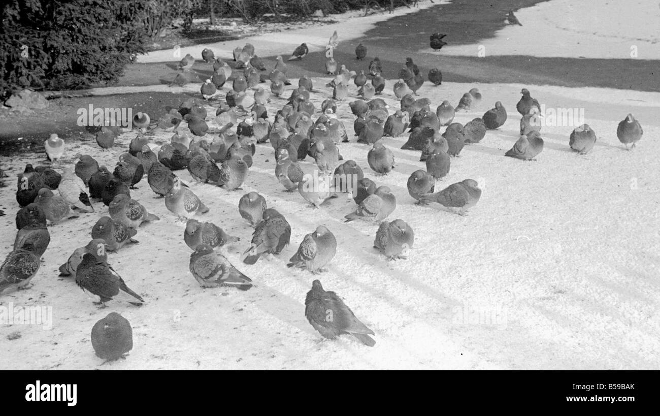 Pidgeons huddle together in a Kingston Park as the temperture drops to ...