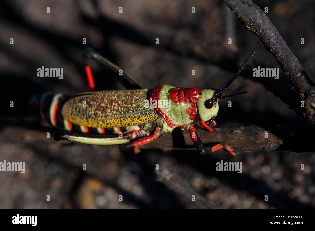 Common Milkweed Locust (Phymateus Morbilosus) - South Africa Stock ...
