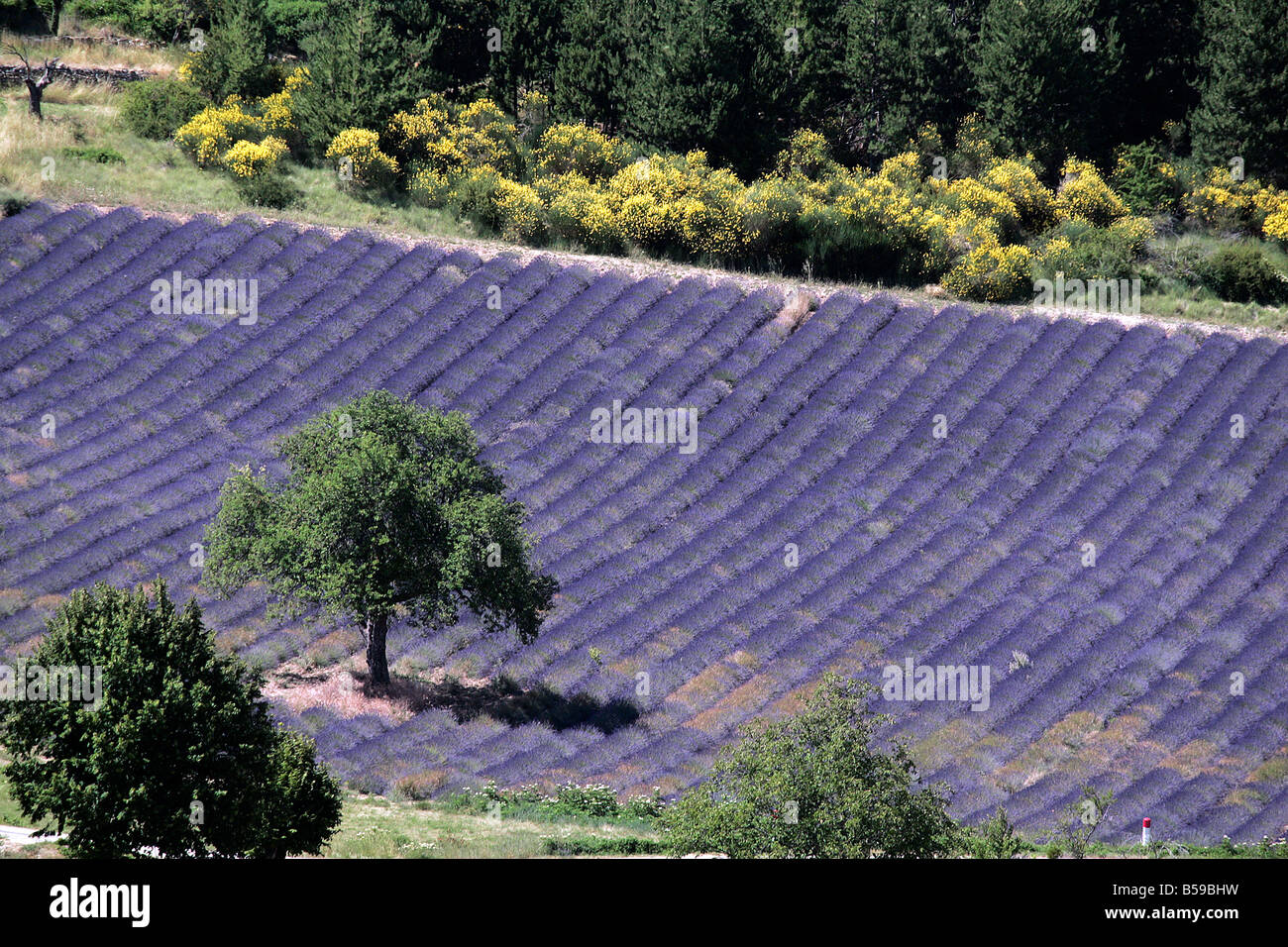 English Lavender (Lavandula angustifolia, Lavandula vera, Lavandula ...