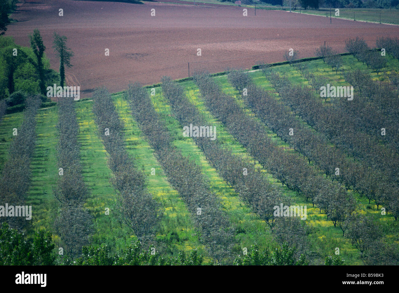 Walnut trees Dordogne France Europe Stock Photo - Alamy