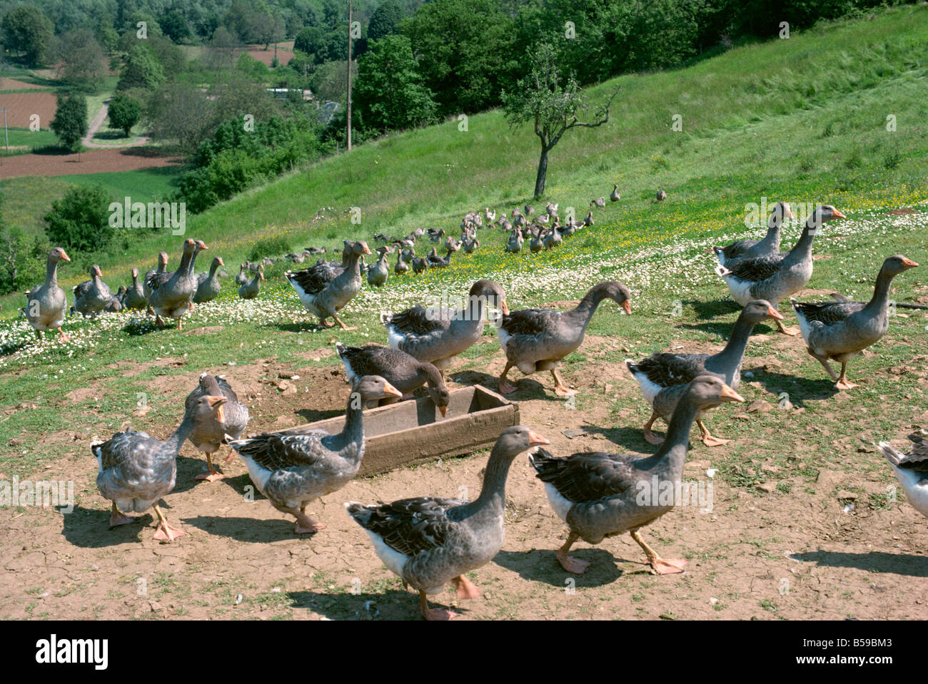 Geese raised for pate Dordogne France Europe Stock Photo - Alamy