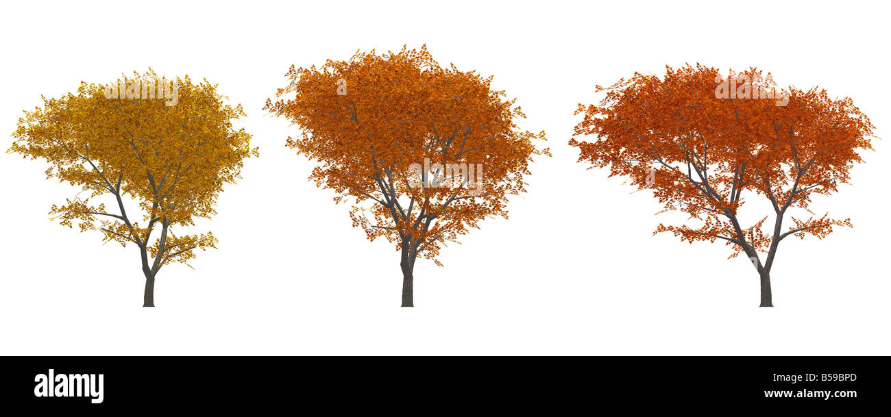 Autumn tree A set of illustrations trees with yellow leaf Stock Photo ...