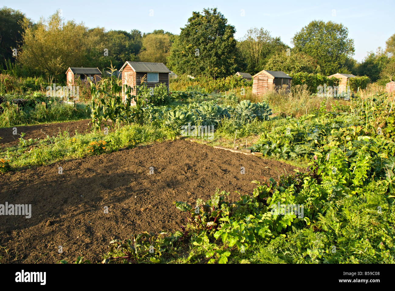 Early morning on an allotment in Kent Stock Photo - Alamy
