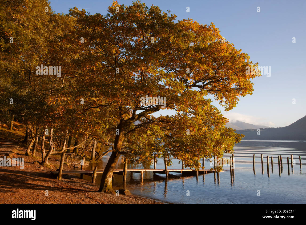 Lakeside trees hi-res stock photography and images - Alamy