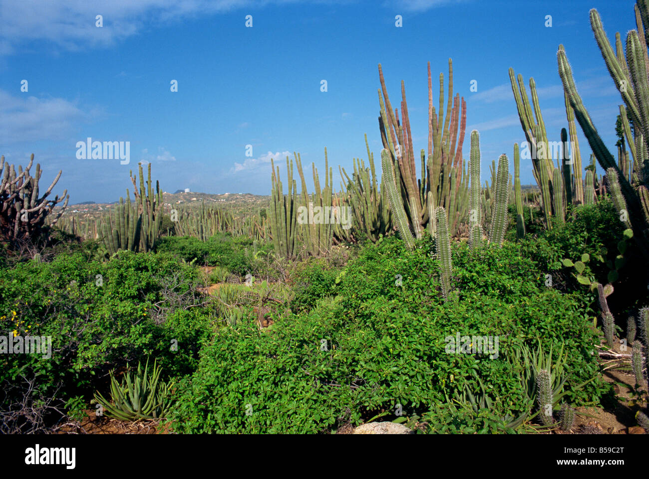 Candle cacti, Arikok National Park, Aruba, West Indies, Caribbean ...