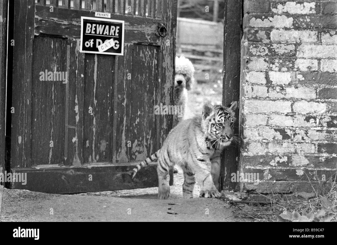 A Bengal Tiger Cub puts his head out around the gate as the family's ...