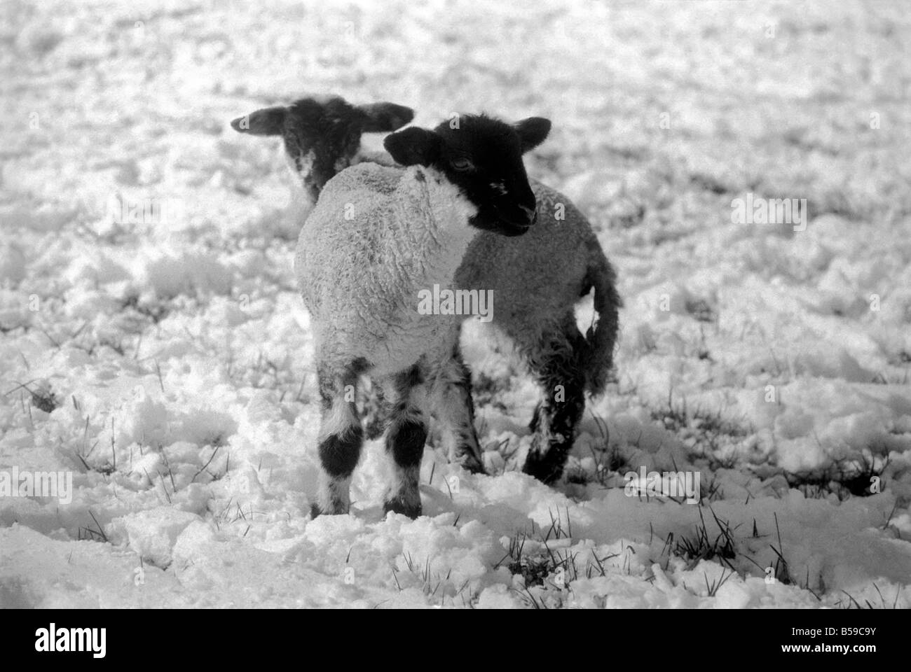 Lambs on farm in Black and White Stock Photos & Images - Alamy