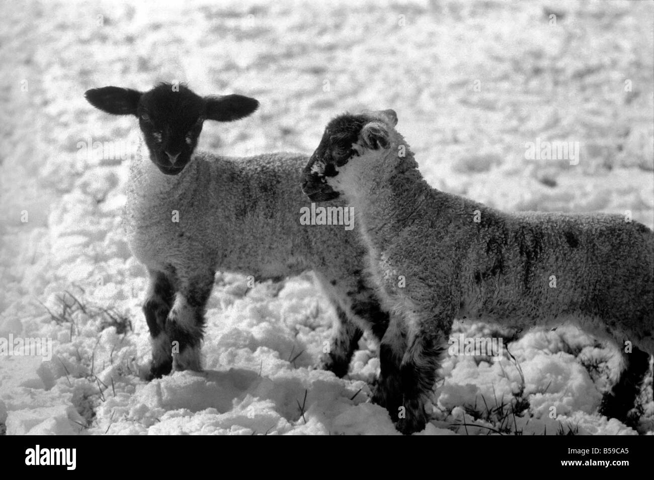Lambs on farm in Black and White Stock Photos & Images - Alamy