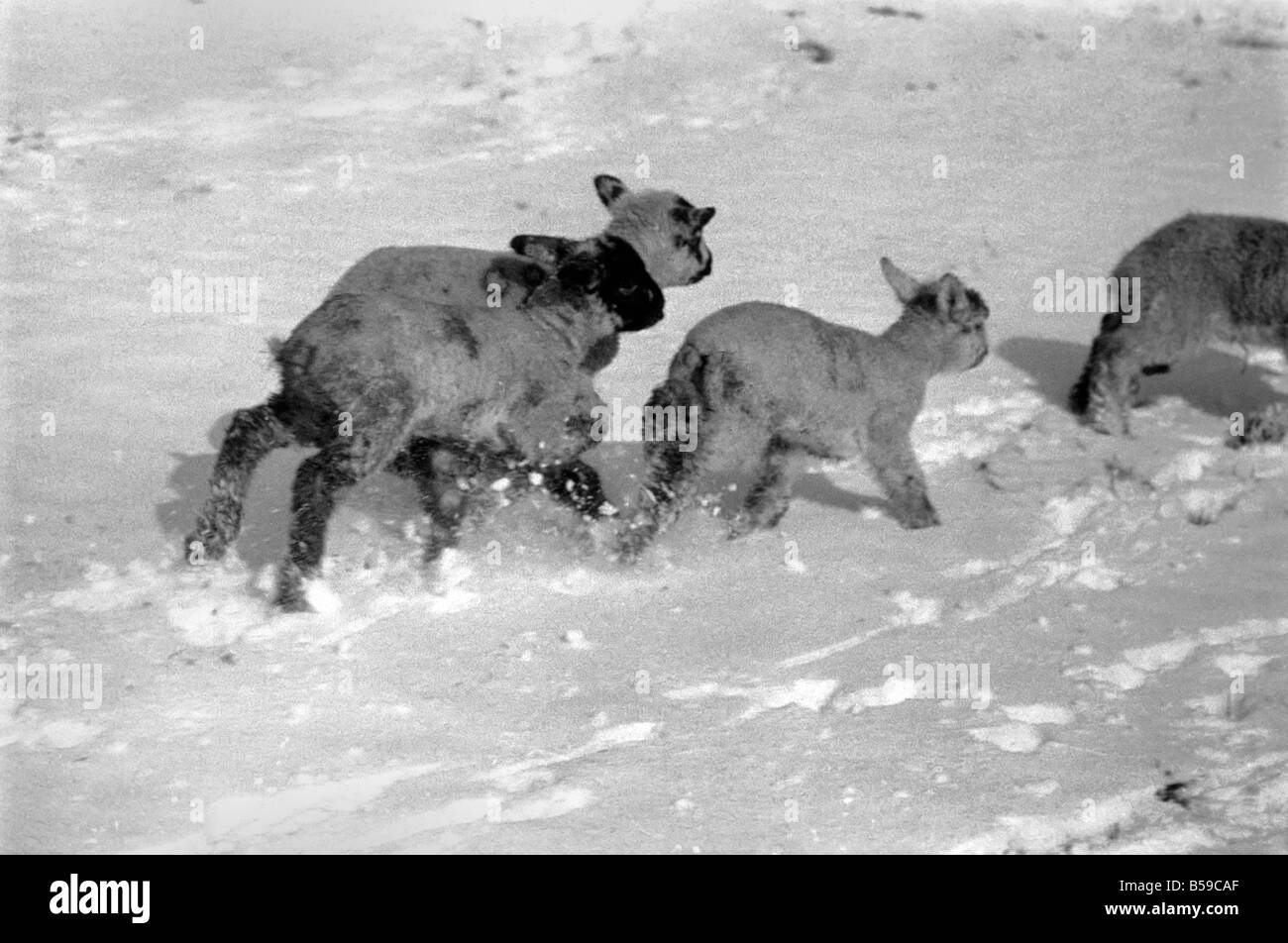 Lambs on farm in Black and White Stock Photos & Images - Alamy
