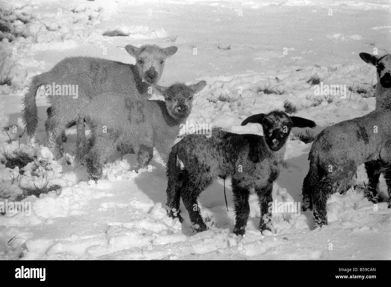 Kent farm 1970s hi-res stock photography and images - Alamy