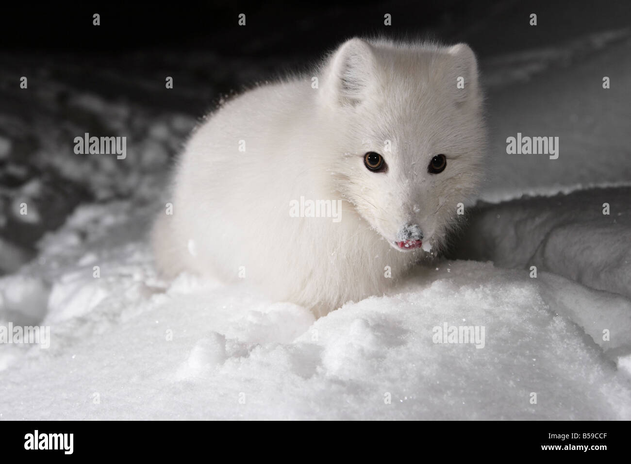 Arctic fox winter coat with prey hi-res stock photography and images ...