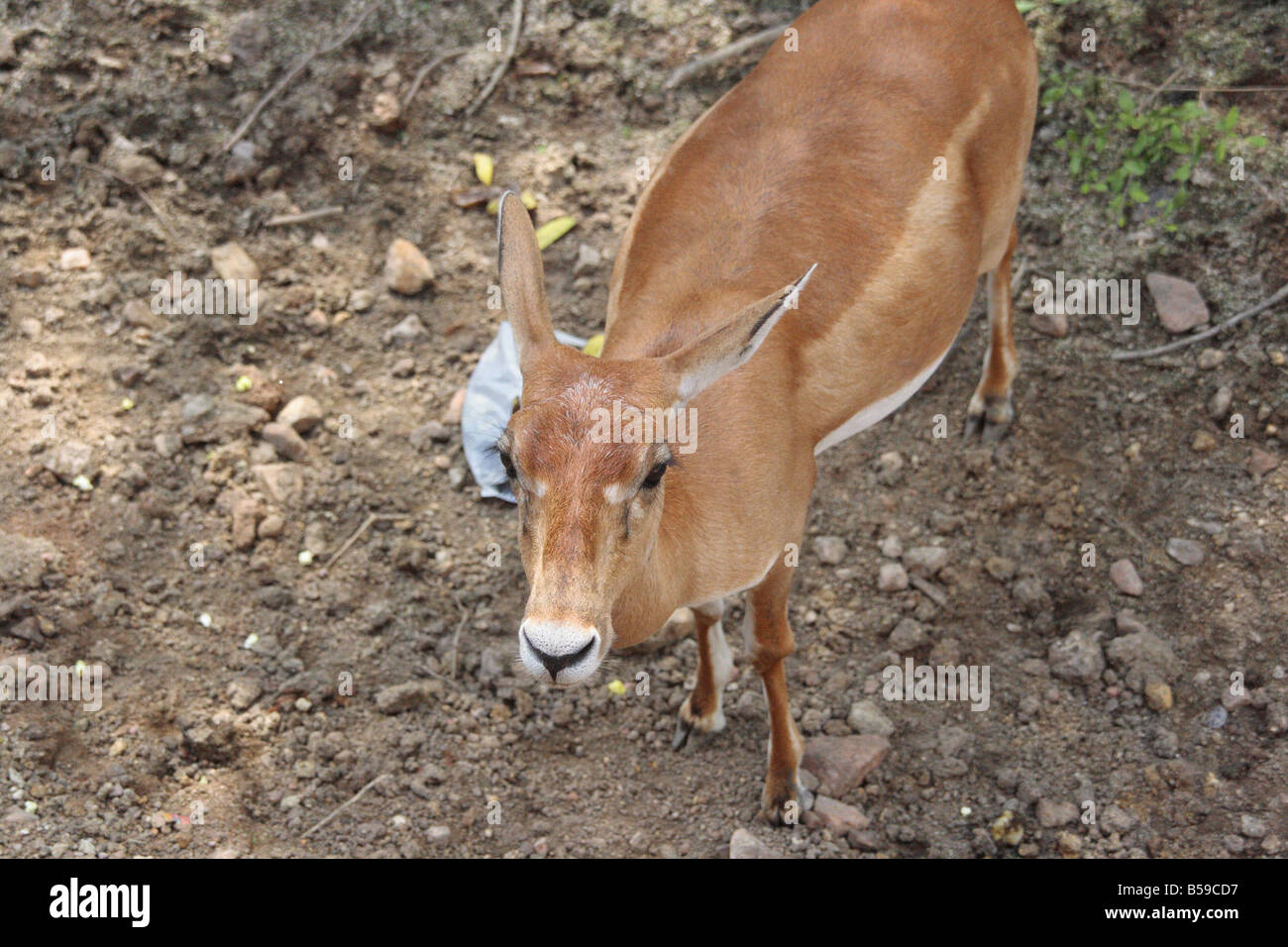 Innocent Deer looking his visitor Stock Photo - Alamy
