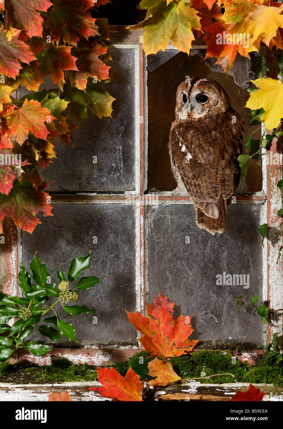 Tawny Owl Strix aluco sitting in old shed window looking alert with ...