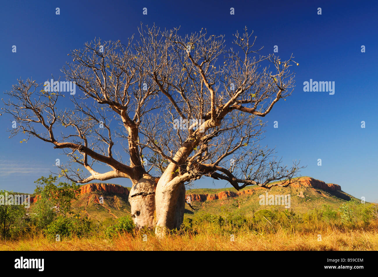 Boab tree and Cockburn Ranges, Kimberley, Western Australia, Australia ...