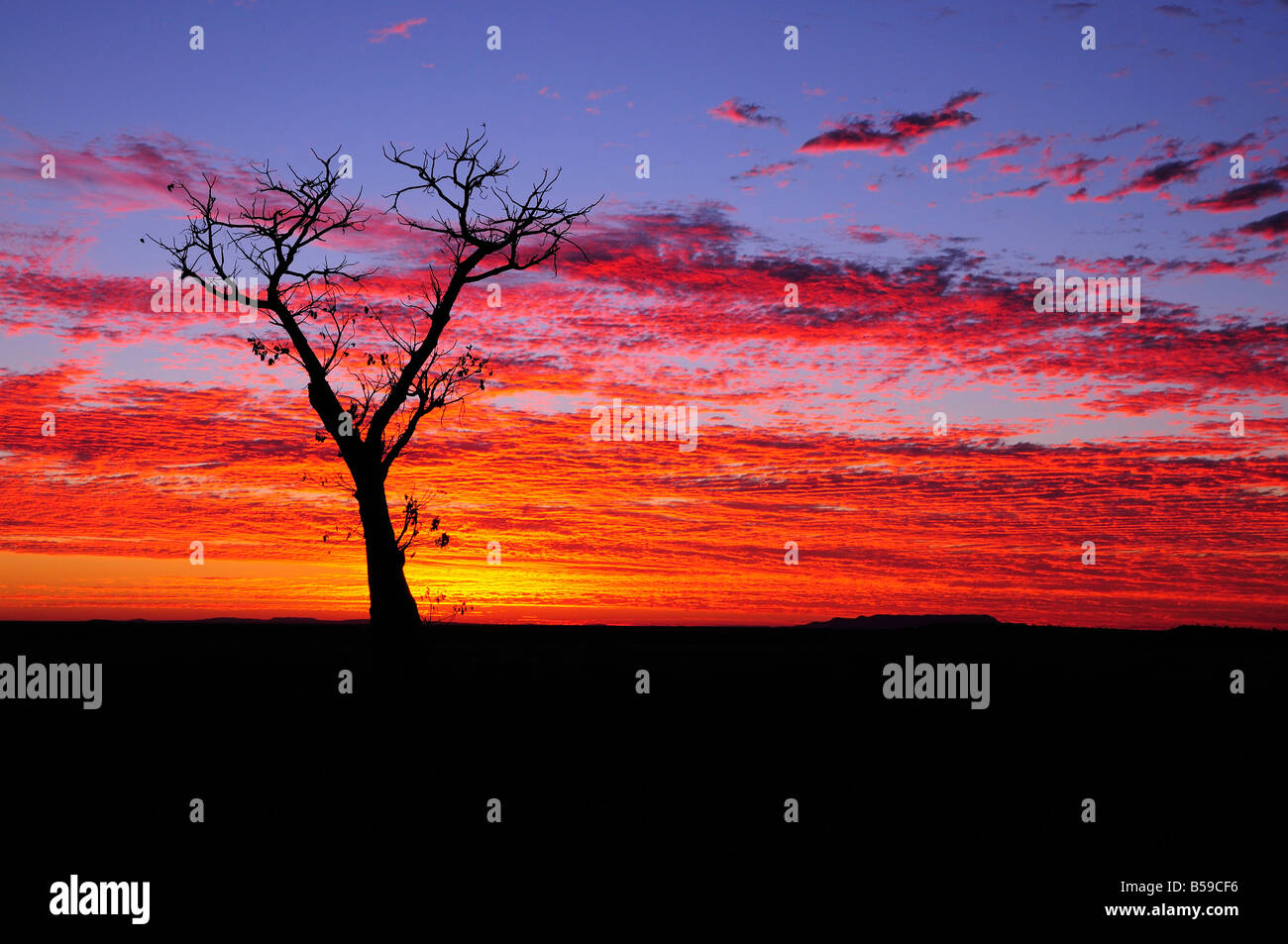 Boab tree hi-res stock photography and images - Alamy