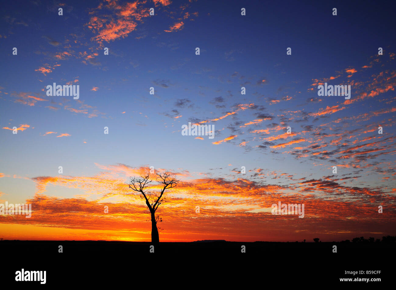 Boab tree at sunrise, Kimberley, Western Australia, Australia, Pacific ...