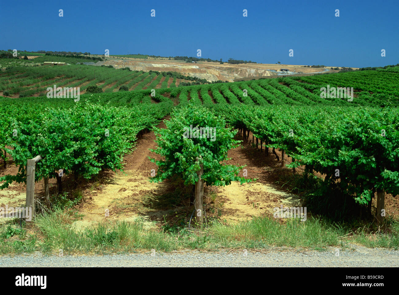 Coriole winery hi-res stock photography and images - Alamy