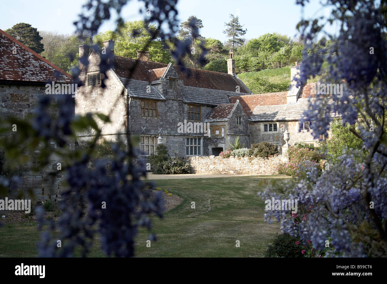 Mottistone Manor House NT National Trust through mauve wisteria flowers ...