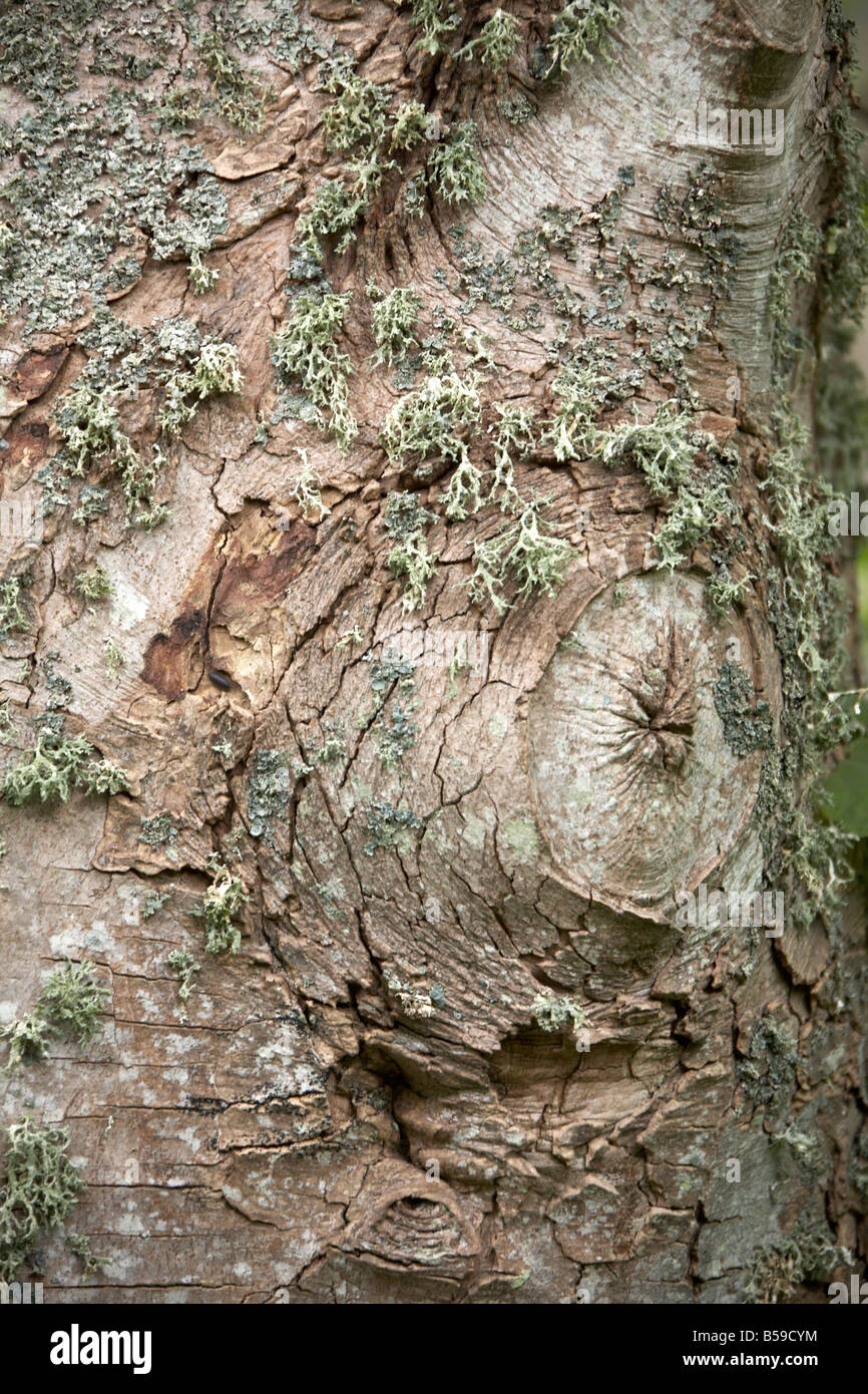 Knot in beech tree with lichen at Mottistone Manor NT National Trust ...