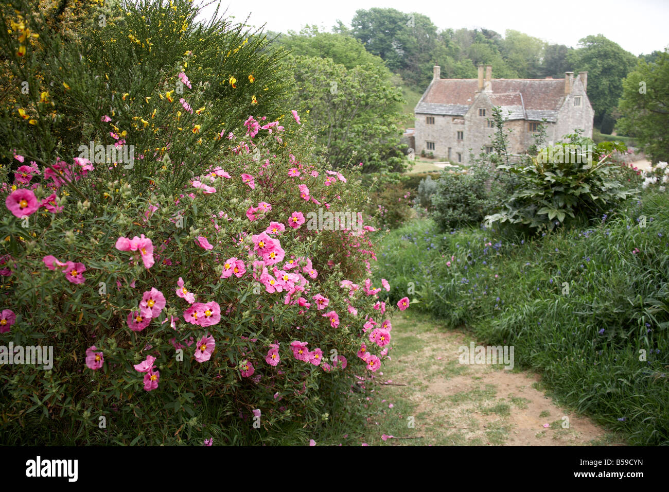Garden of Mottistone Manor NT National Trust Isle of Wight England UK ...