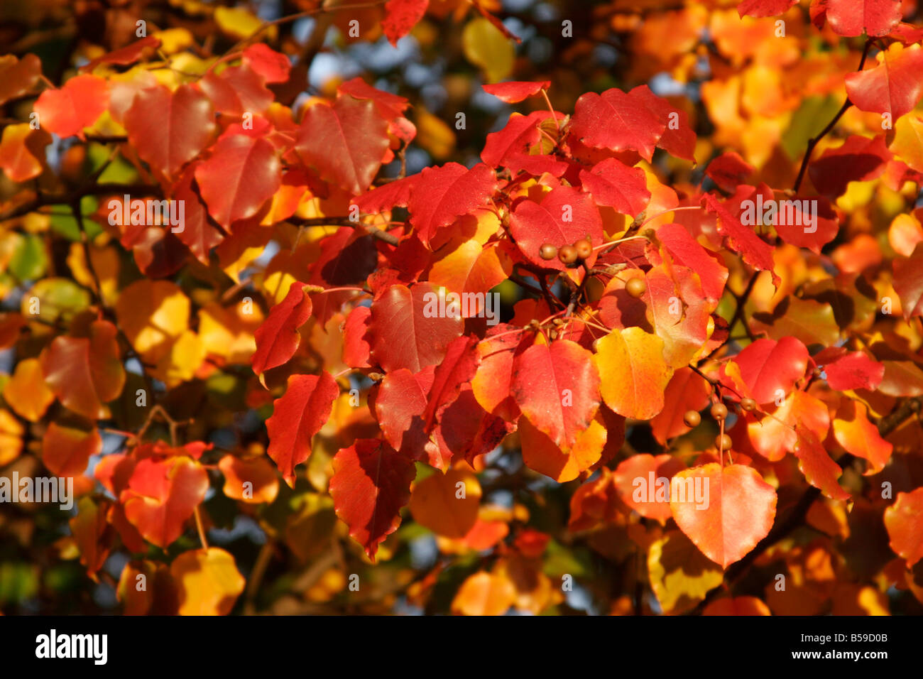 Yellow leafe hi-res stock photography and images - Alamy