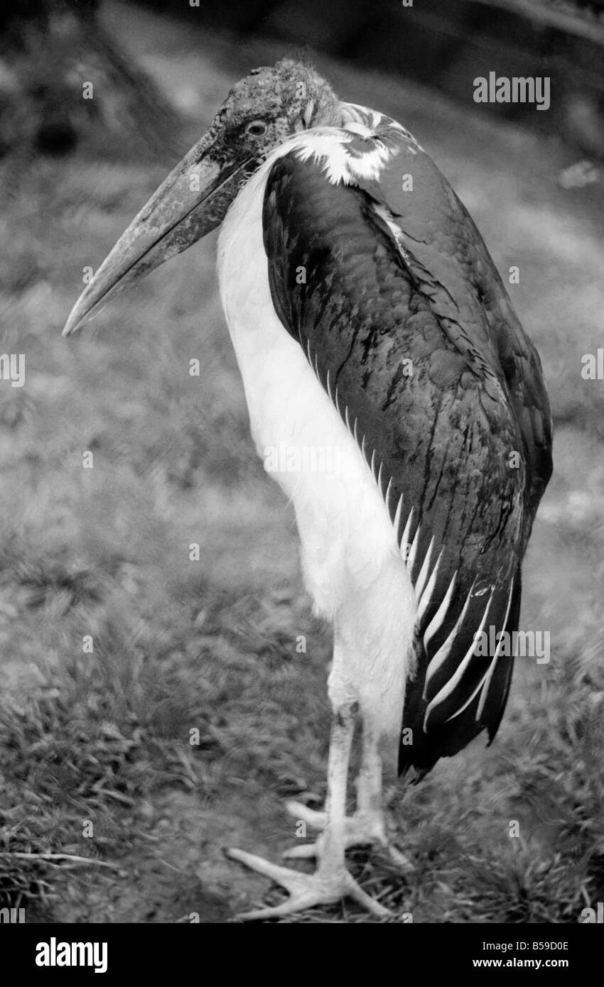 A Marabou Stork at London Zoo. April 1975 75-1946 Stock Photo - Alamy