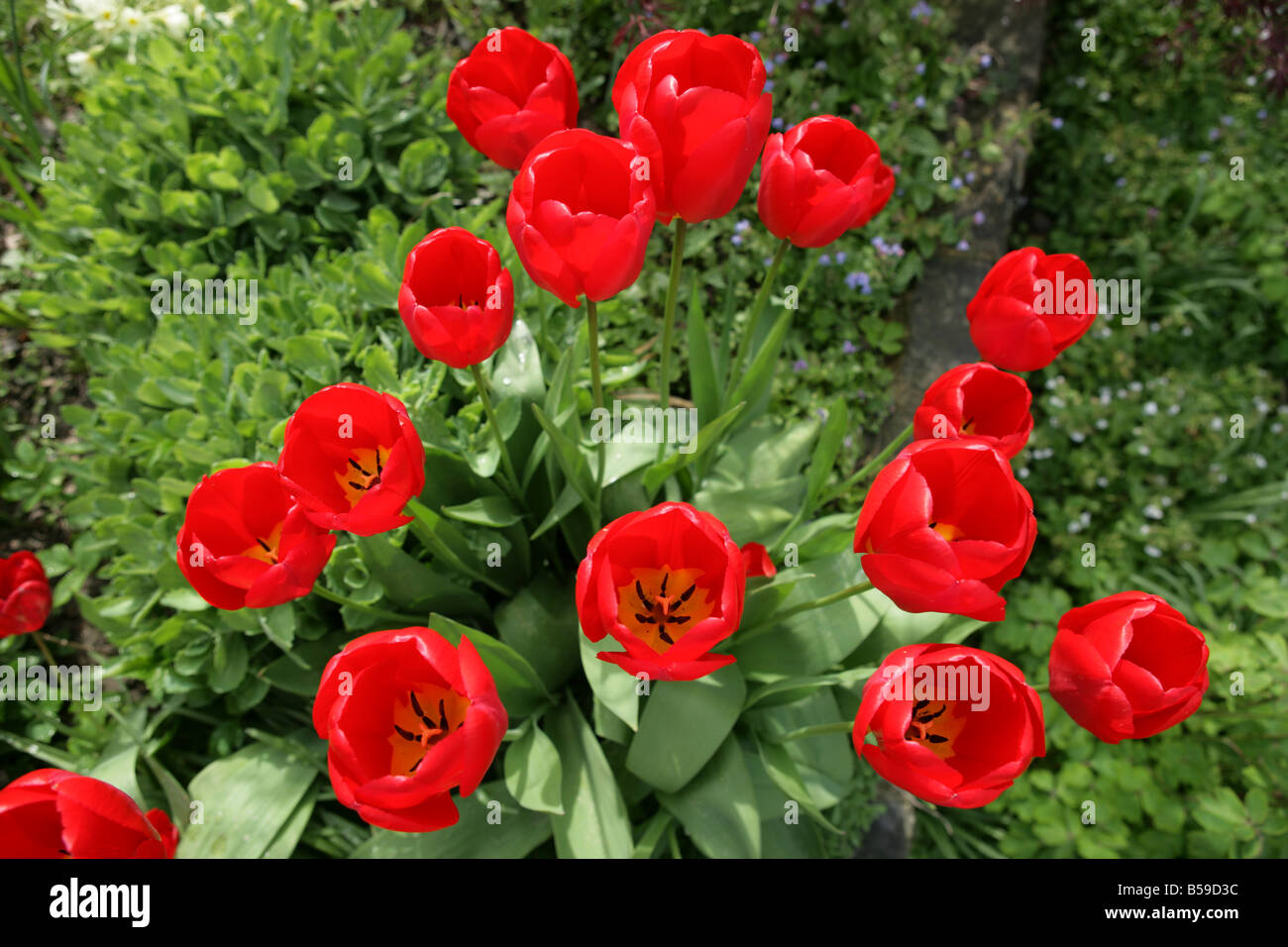 Tulips from above hi-res stock photography and images - Alamy