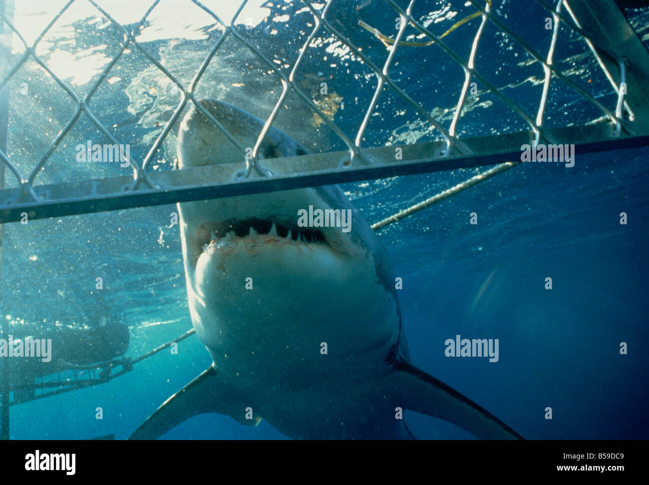 Shark cage hi-res stock photography and images - Alamy