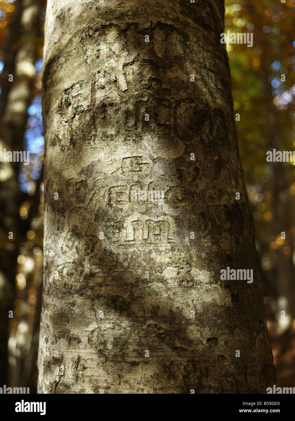 Wood Engraving Forest High Resolution Stock Photography and Images - Alamy