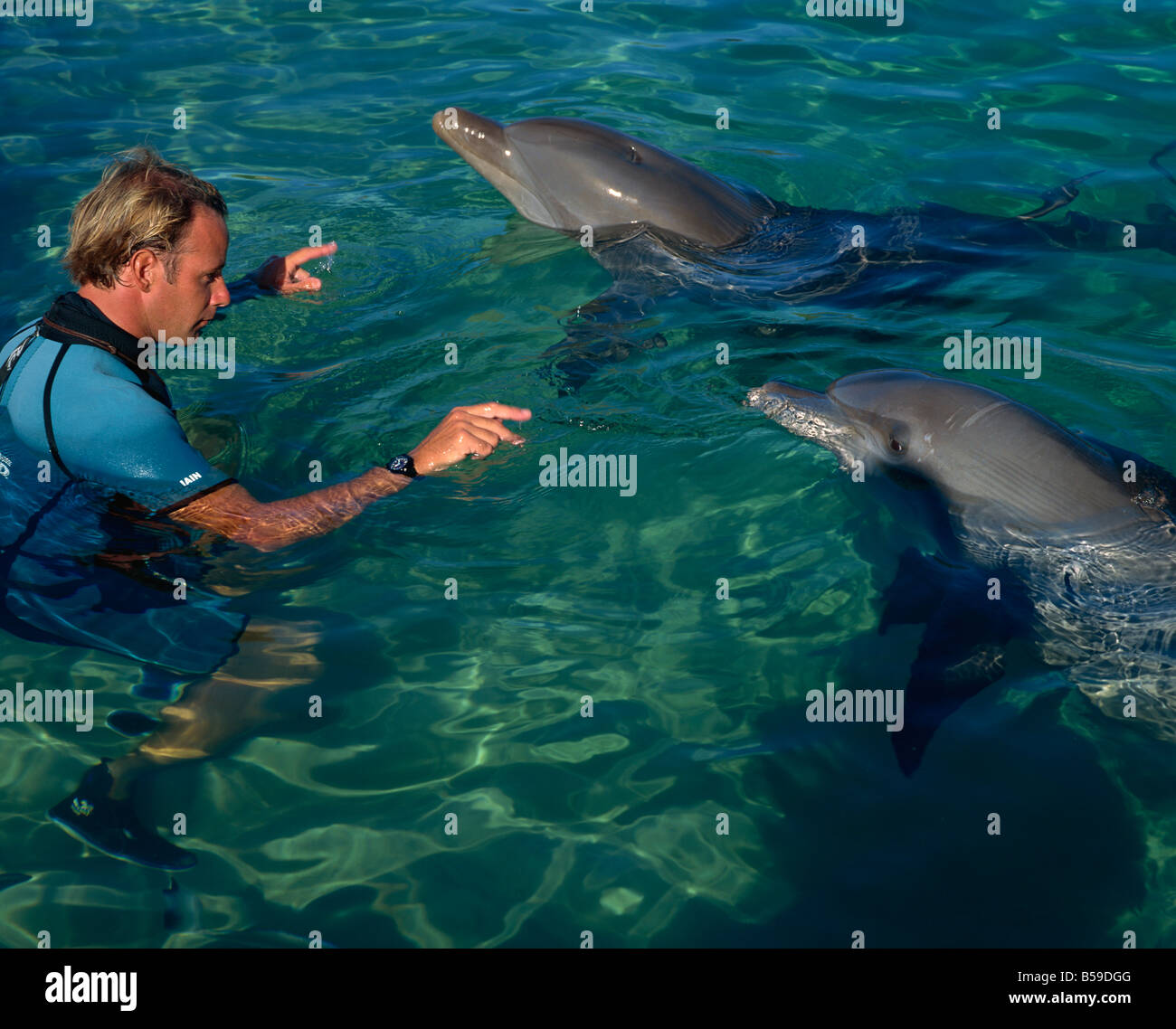 Swimming with the dolphins, Sea World, Surfers Paradise, Queensland ...