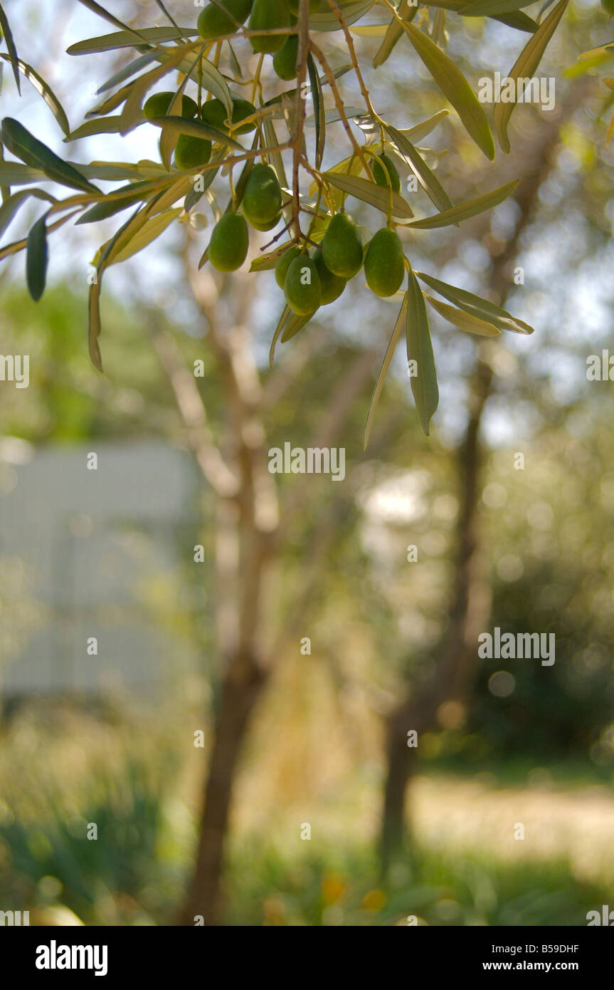 Olives hanging down an Olive tree in the shade Provence France Stock ...