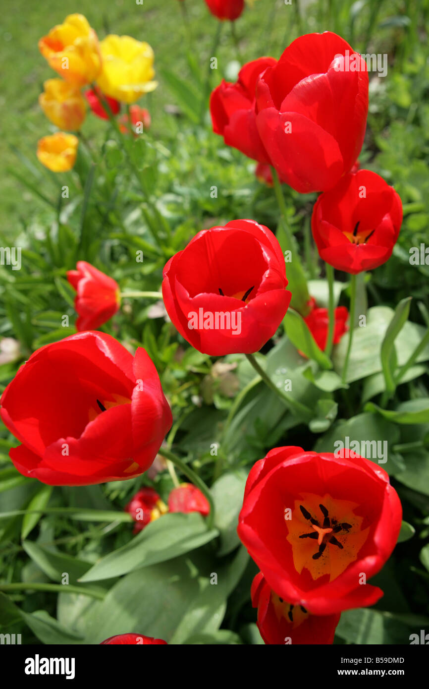 Red and yellow tulips close-up from above Stock Photo - Alamy