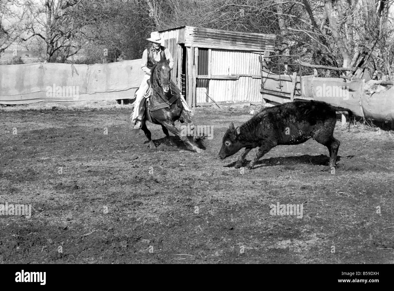 Farmer Bill Frith of Appledore, Kent, in cowboy dress and spurs, with ...