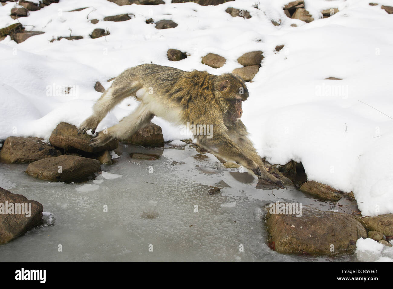 Barbary Macaque, Barbary Ape (Macaca sylvanus), jumping over frozen ...