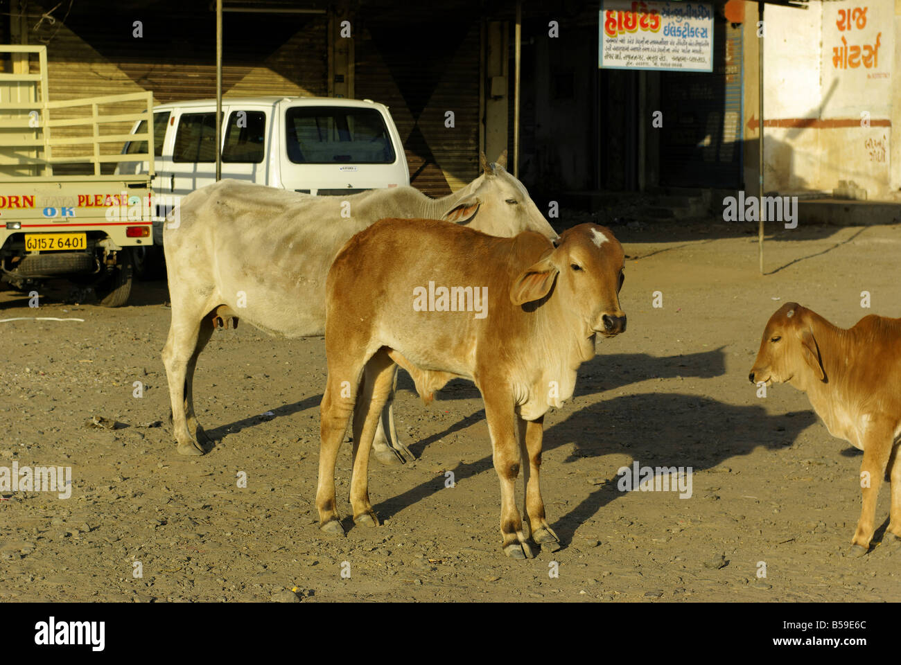 Animals of gujarat hi-res stock photography and images - Alamy