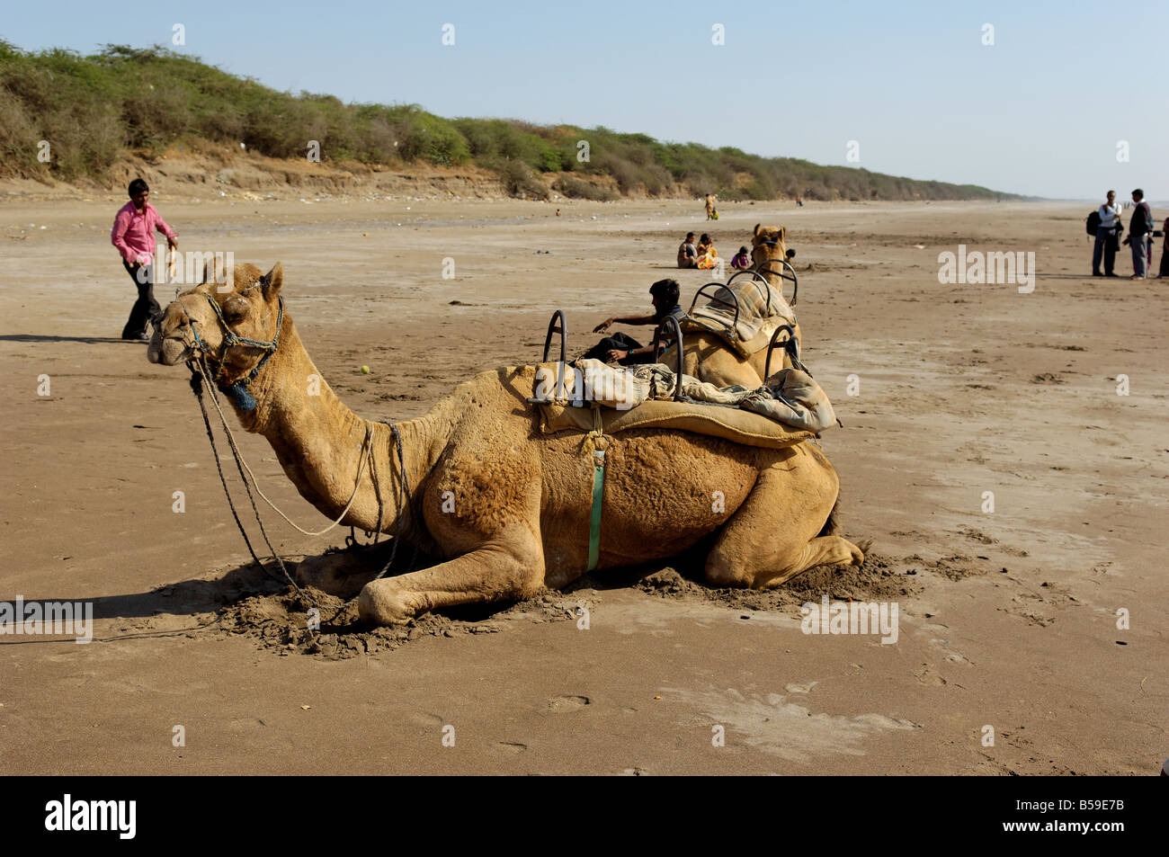 Dandi Stock Photos & Dandi Stock Images - Alamy