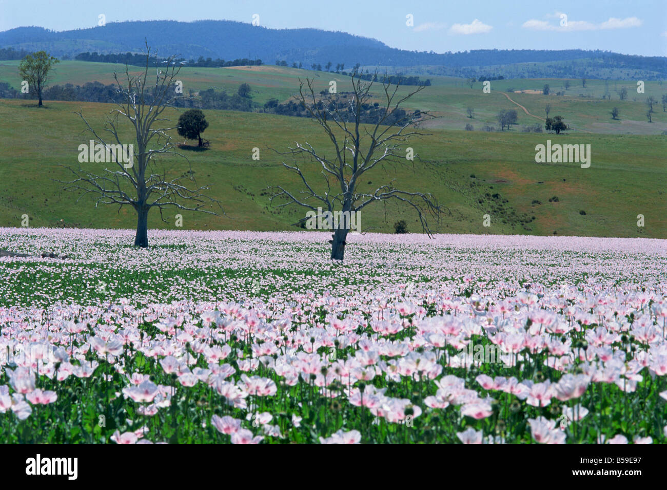 Fields of flowering opium poppies grown legally for morphine production ...