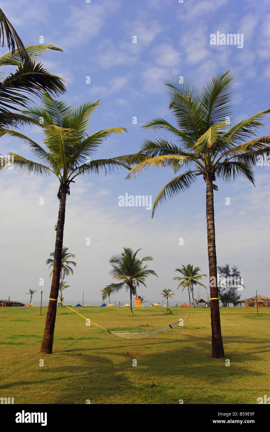 A hammock between two Palm trees Benaulim Beach South Goa India Stock ...