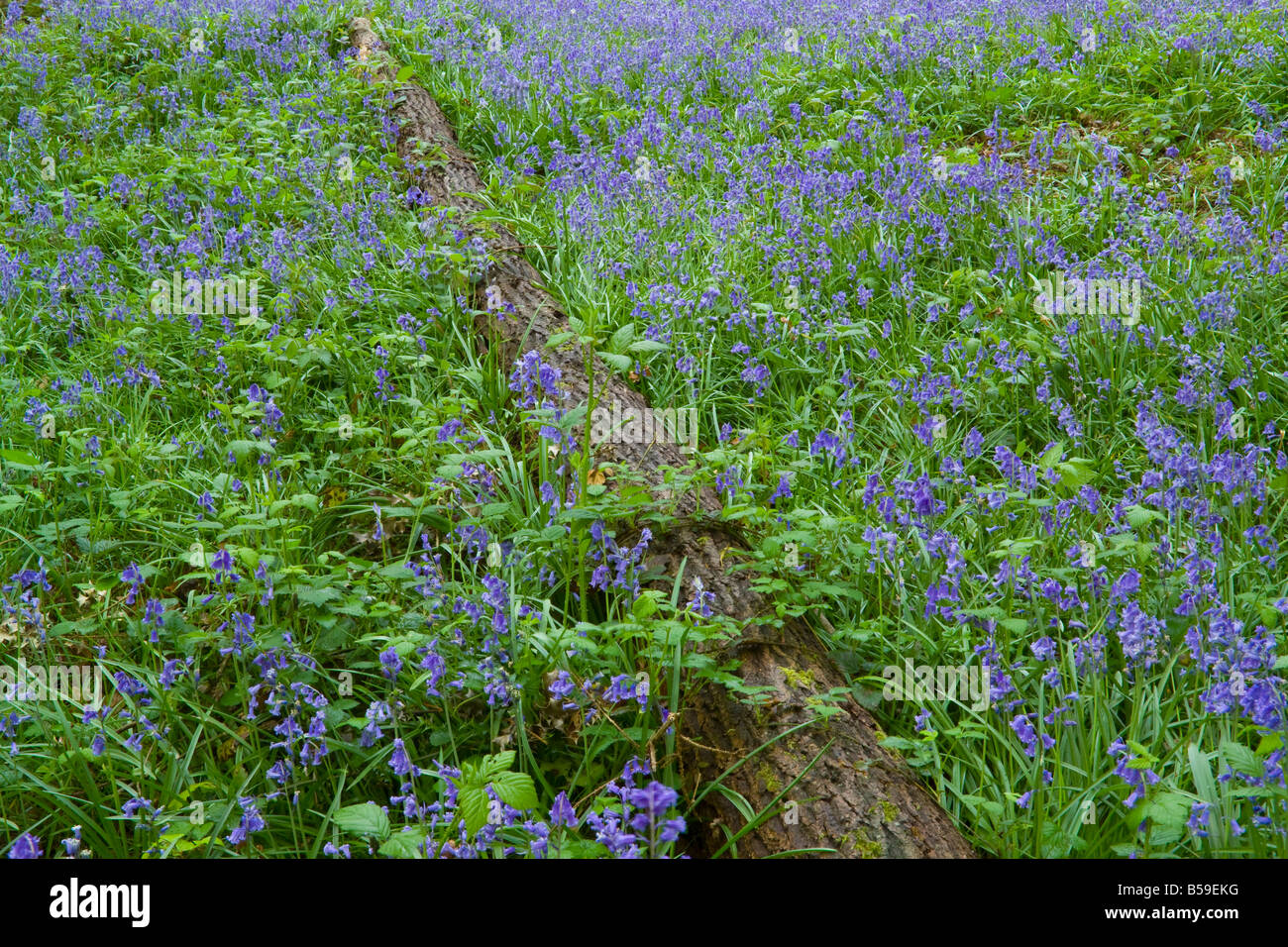 Staffhurst wood hi-res stock photography and images - Alamy