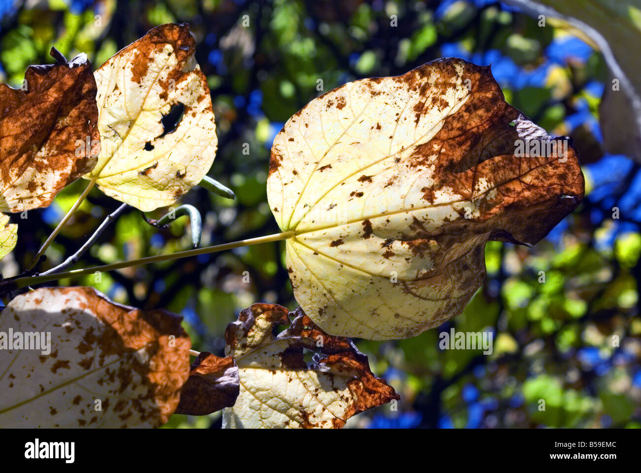 Appendices hi-res stock photography and images - Alamy