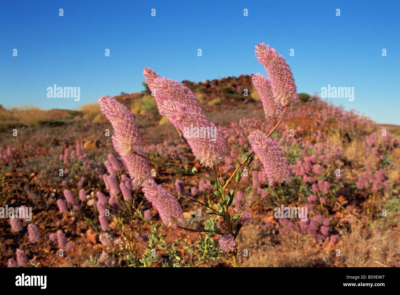 Mullmullwildflowers hi-res stock photography and images - Alamy