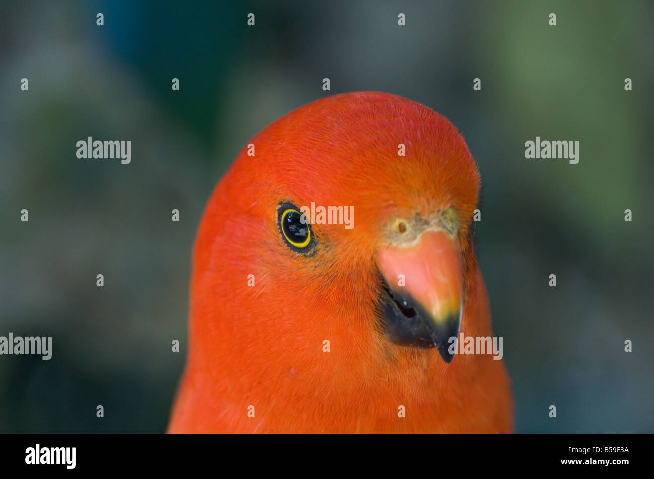 King parrot hi-res stock photography and images - Alamy