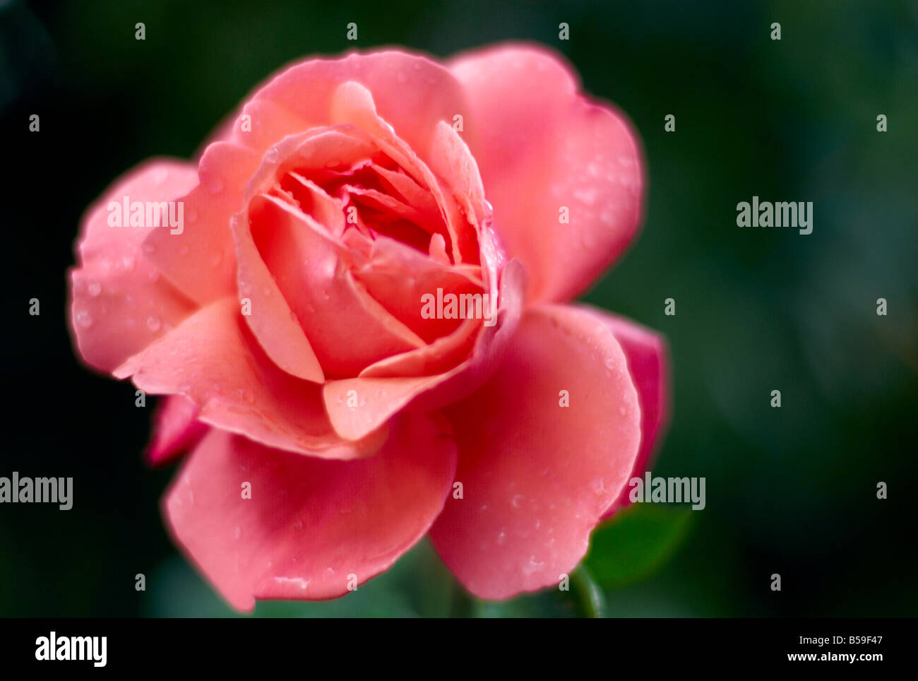 A pink red rose Stock Photo - Alamy