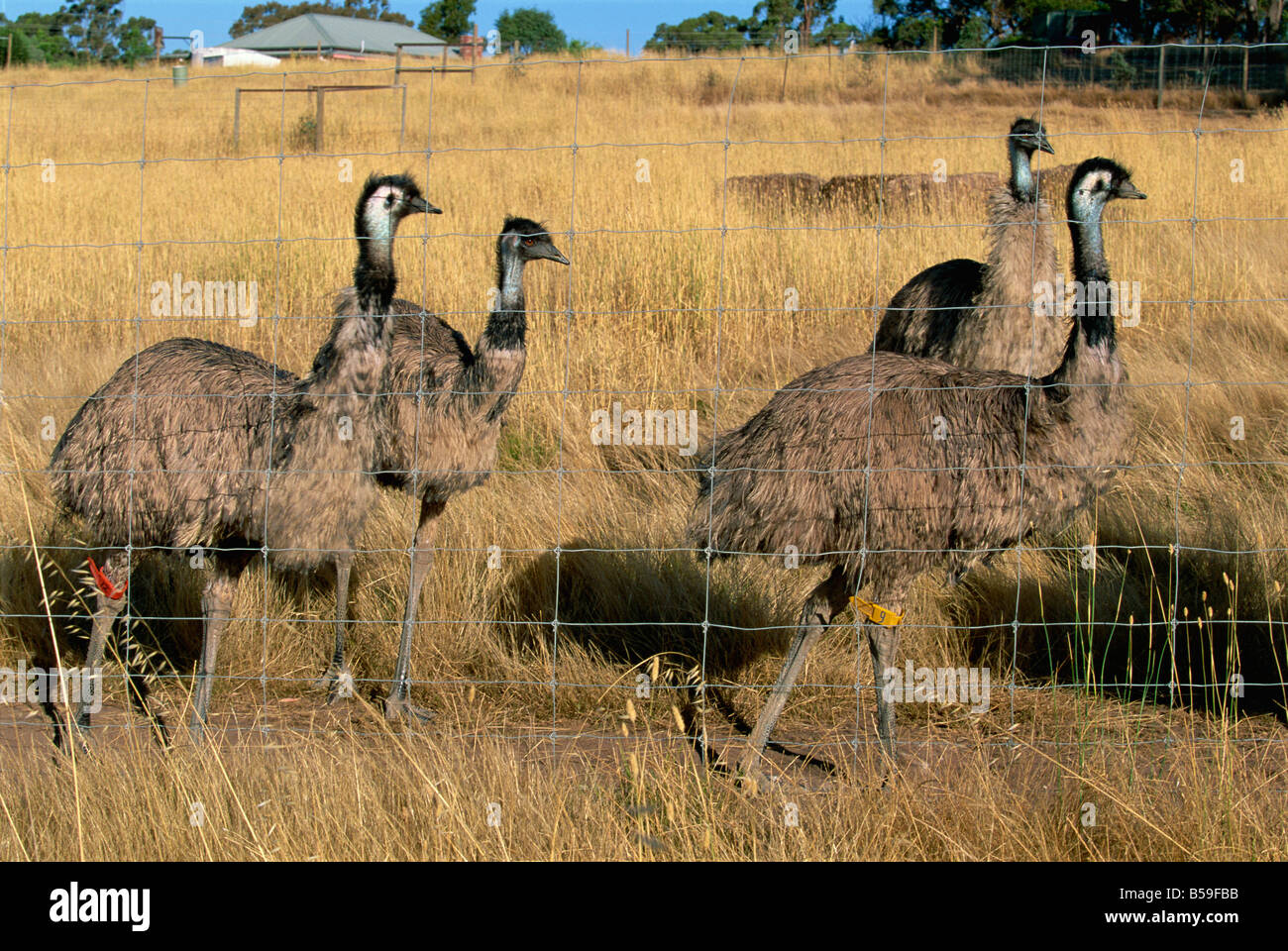 Rutherglen hi-res stock photography and images - Alamy