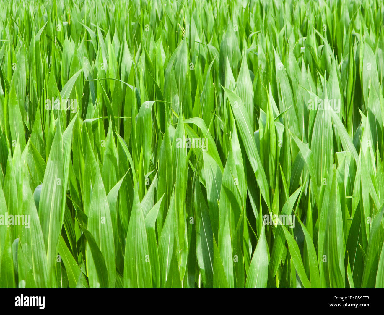 Maize leaves hi-res stock photography and images - Alamy