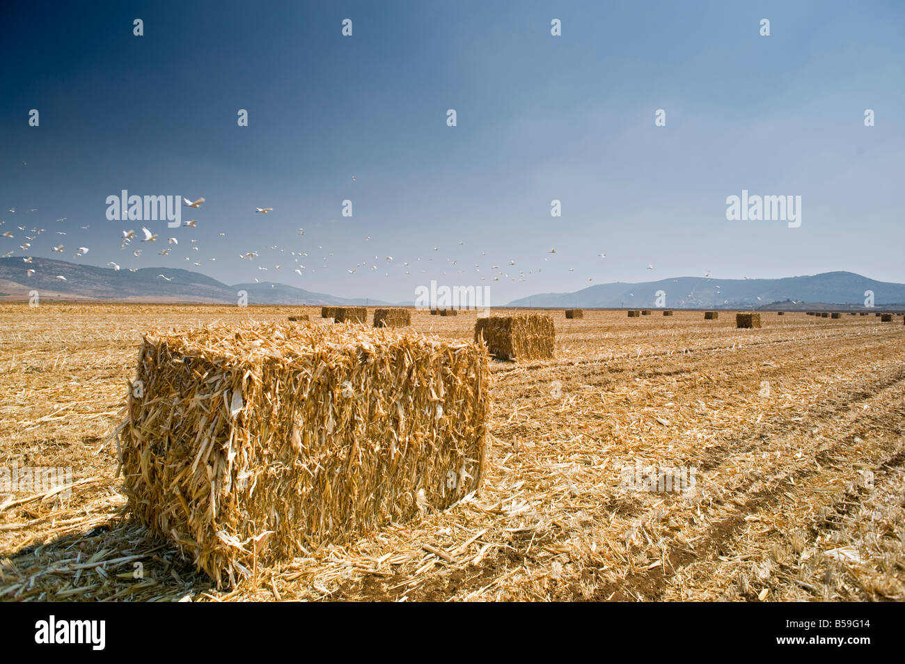 Hay bayle in the field and birds flying Stock Photo - Alamy