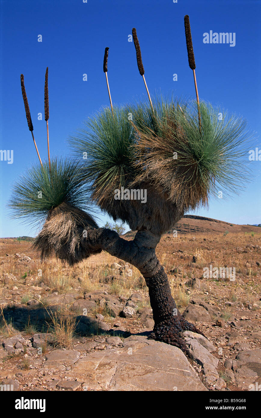 Yakka plant Flinders range Australia N Clark Stock Photo - Alamy