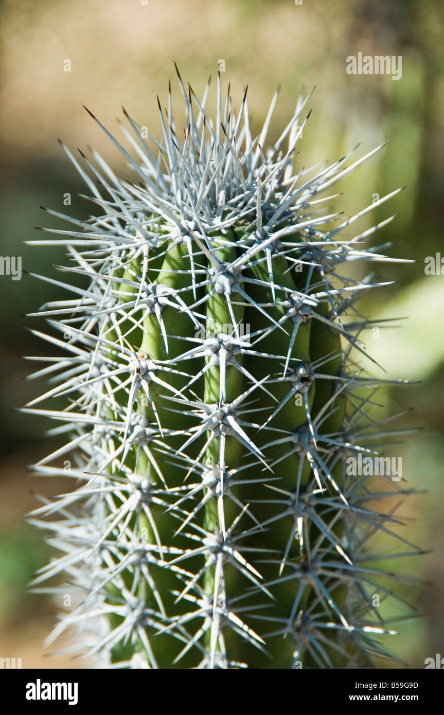 Cactus sharp needles painful hi-res stock photography and images - Alamy