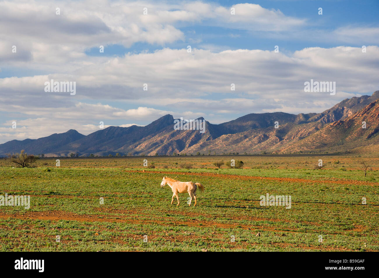 Horse and Flinders Ranges, Flinders Ranges National Park, South ...