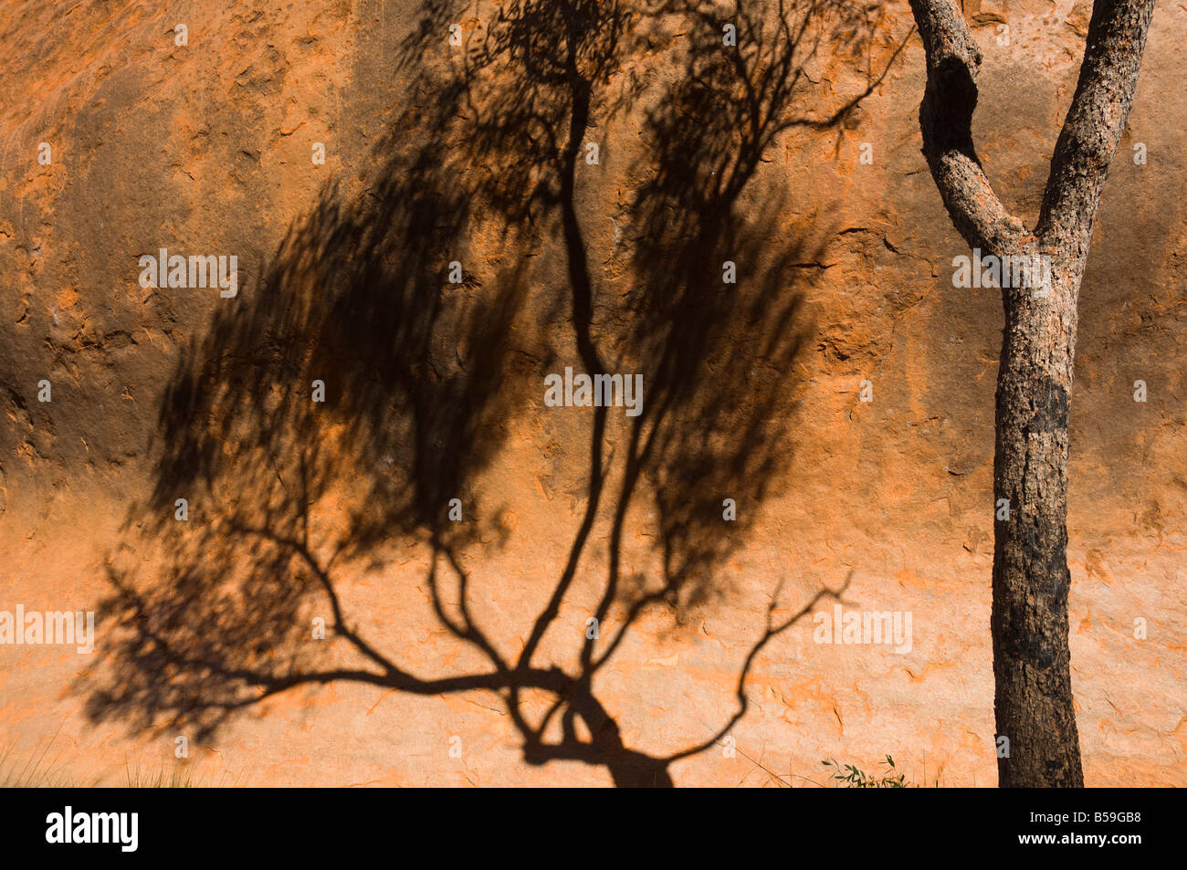 Shadow of tree on Uluru (Ayers Rock), Uluru-Kata Tjuta National Park ...